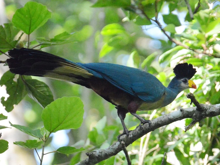 Great Blue Turaco | FictionRulezForever Wiki | Fandom