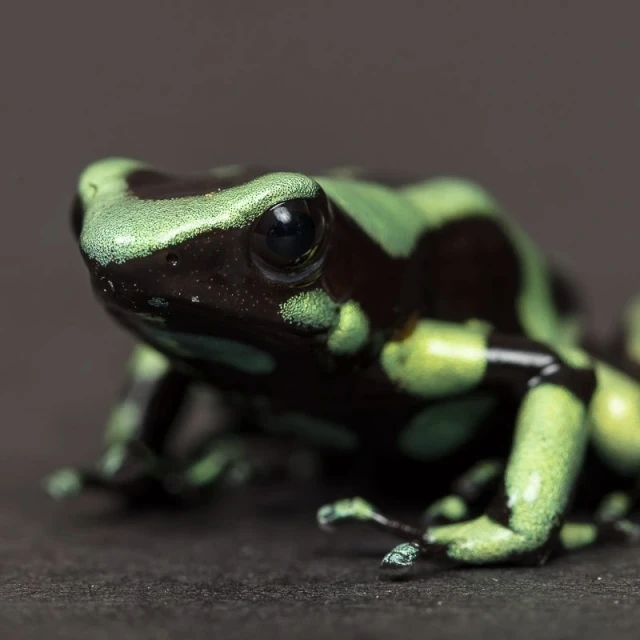 black green frog