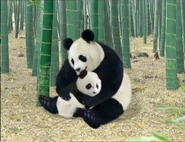 Giant Panda/Gallery | FictionRulezForever Wiki | Fandom