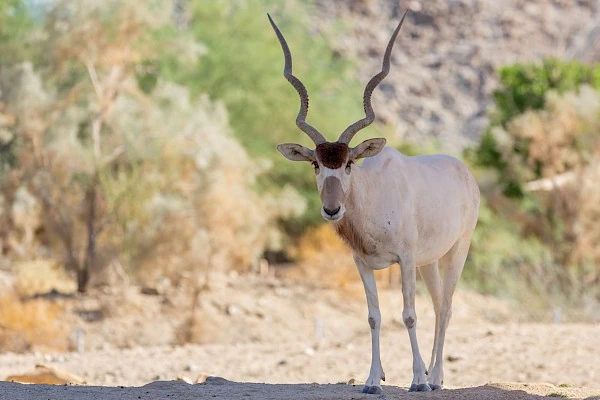 Addax | FictionRulezForever Wiki | Fandom