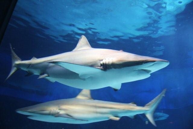 Copper Shark Fictionrulezforever Wiki Fandom