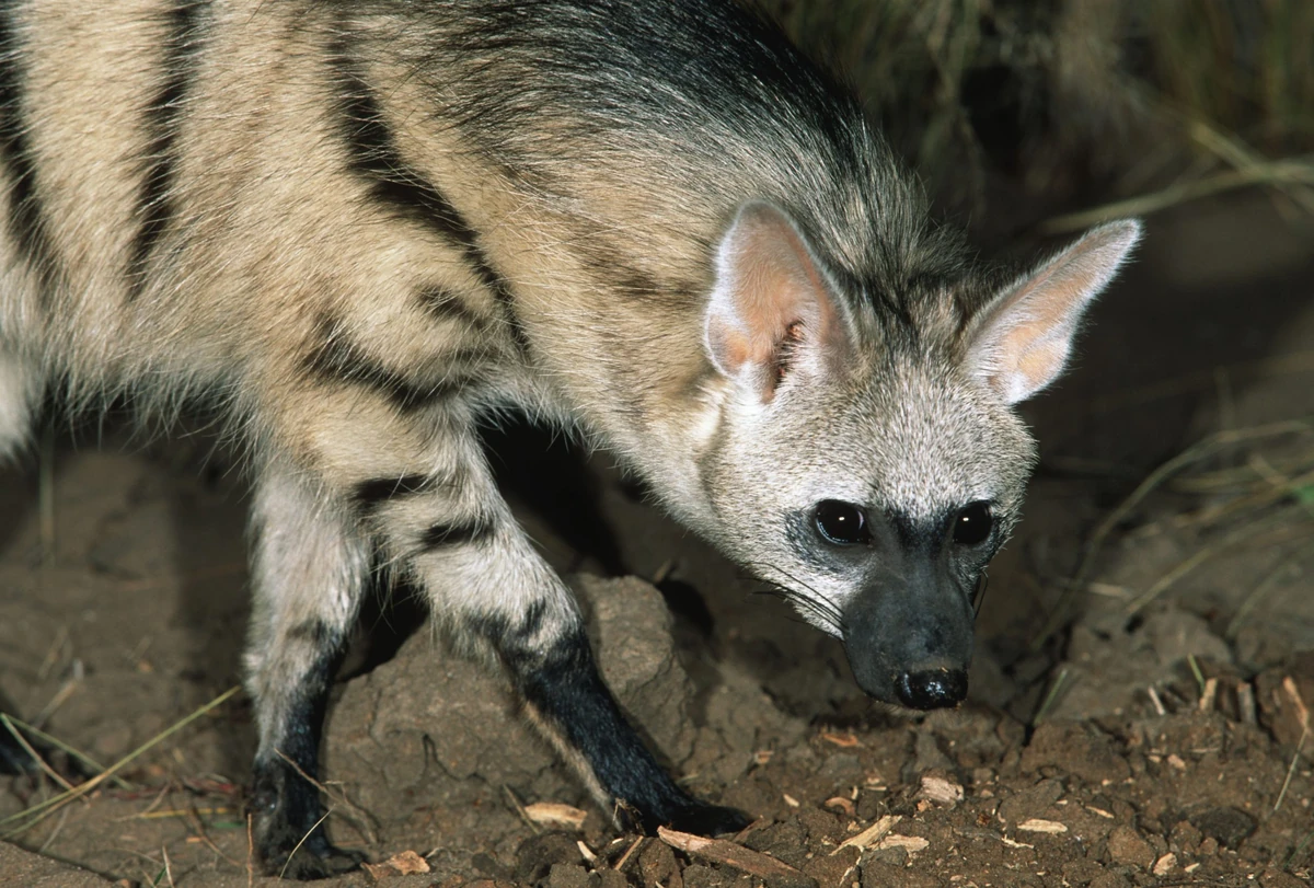 Aardwolf | FictionRulezForever Wiki | Fandom