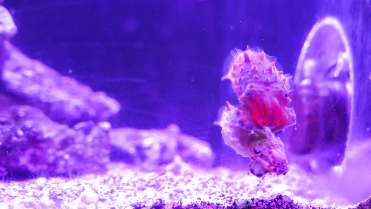 Paintpot Cuttlefish | FictionRulezForever Wiki | Fandom