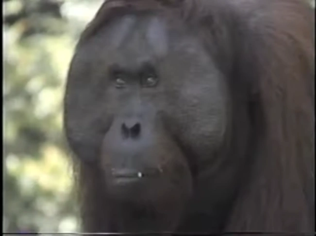 List of Species in Partridge Films | FictionRulezForever Wiki | Fandom