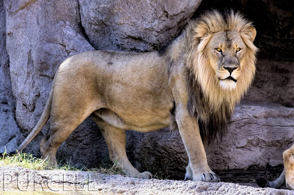 Animal Train (NatureRules1 and GavenLovesAnimals Style ...