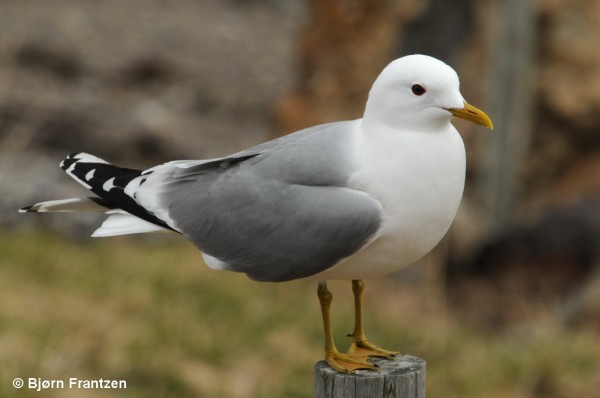 Common Gull | FictionRulezForever Wiki | Fandom Common Gull | FictionRulezForever Wiki | Fandom