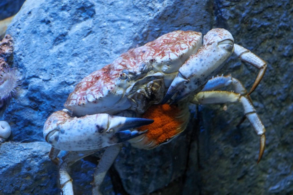 Tasmanian Giant Crab
