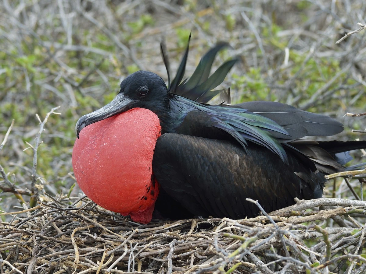 Frigate Bird Male And Female