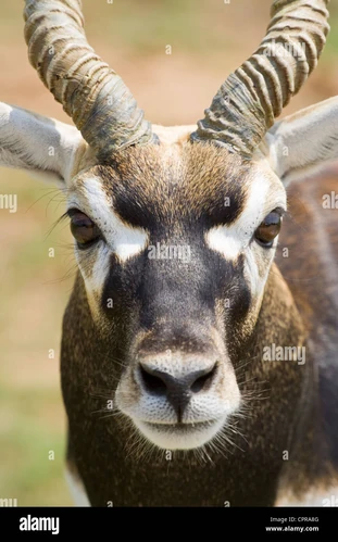 Blackbuck | FictionRulezForever Wiki | Fandom