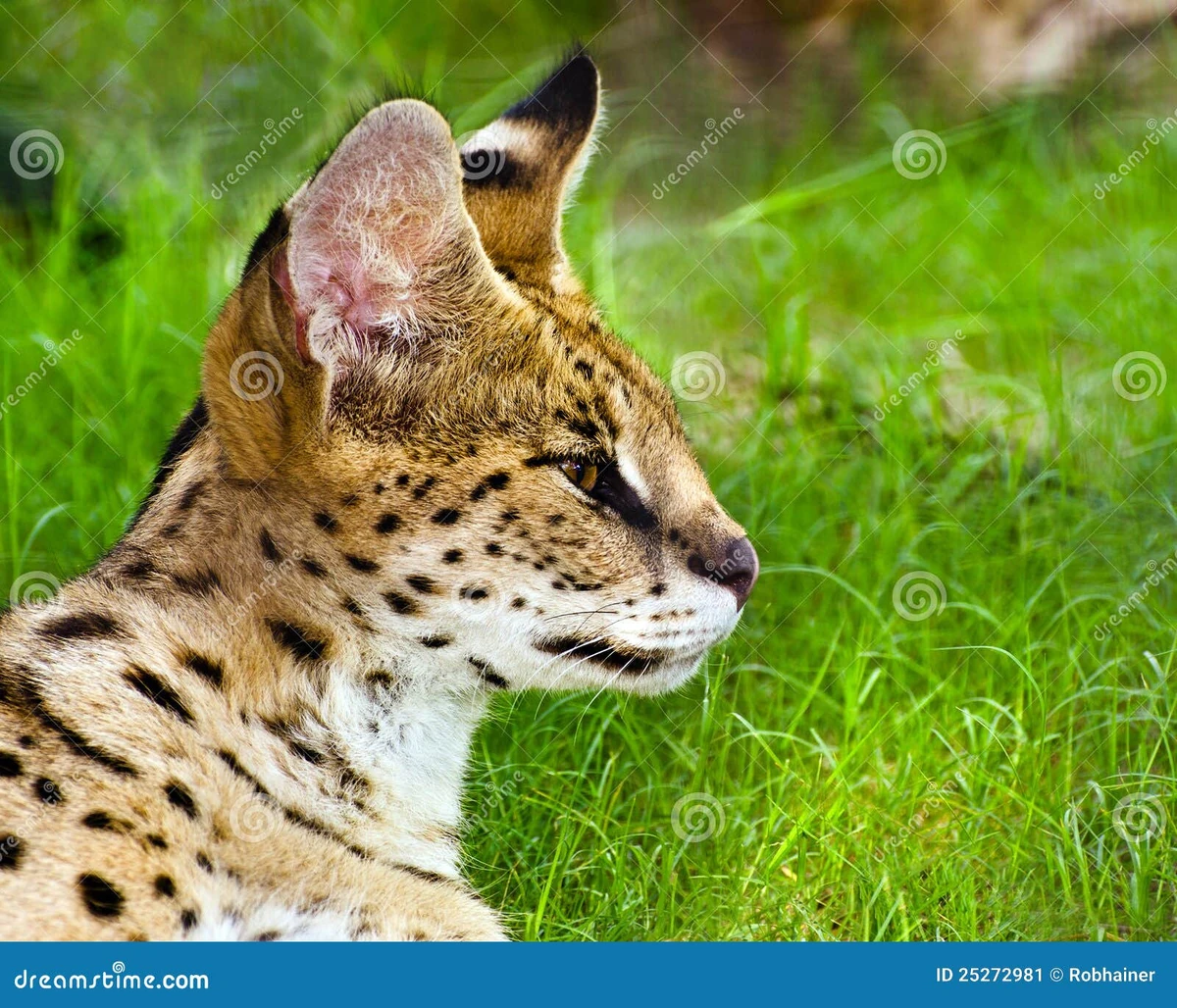 Serval | FictionRulezForever Wiki | Fandom