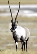 Tibetan Antelope | FictionRulezForever Wiki | Fandom
