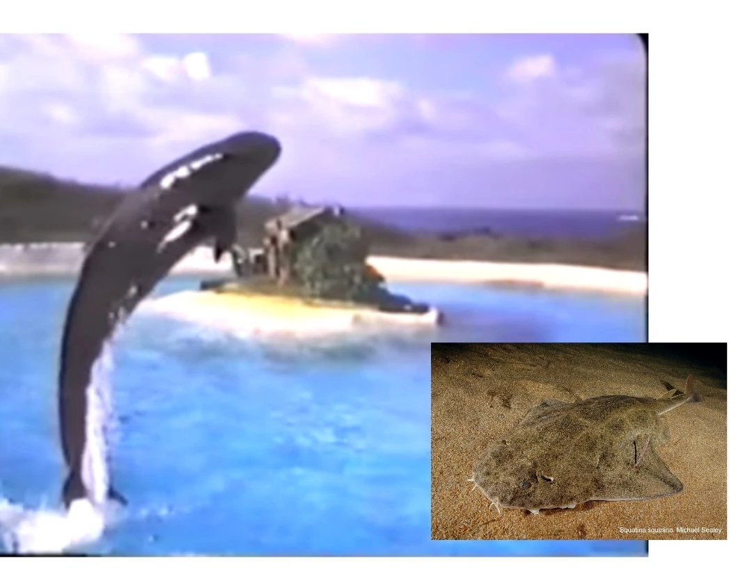 Whale (Geoffrey's Animal Alphabet) and his Ocean Animal Alphabet ...