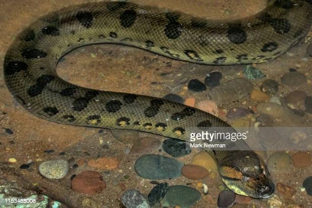 Green Anaconda | FictionRulezForever Wiki | Fandom