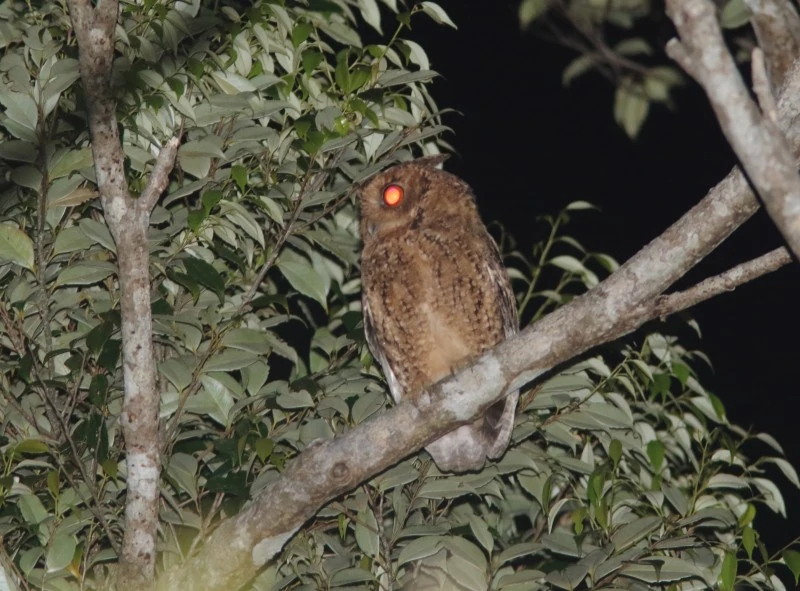 Japanese Scops Owl | FictionRulezForever Wiki | Fandom