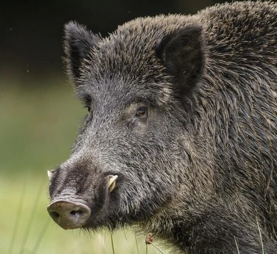 Wild Boar | FictionRulezForever Wiki | Fandom