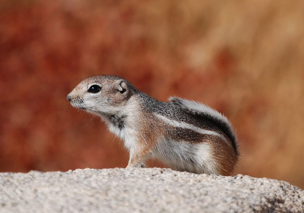 White-Tailed Antelope Squirrel | FictionRulezForever Wiki | Fandom