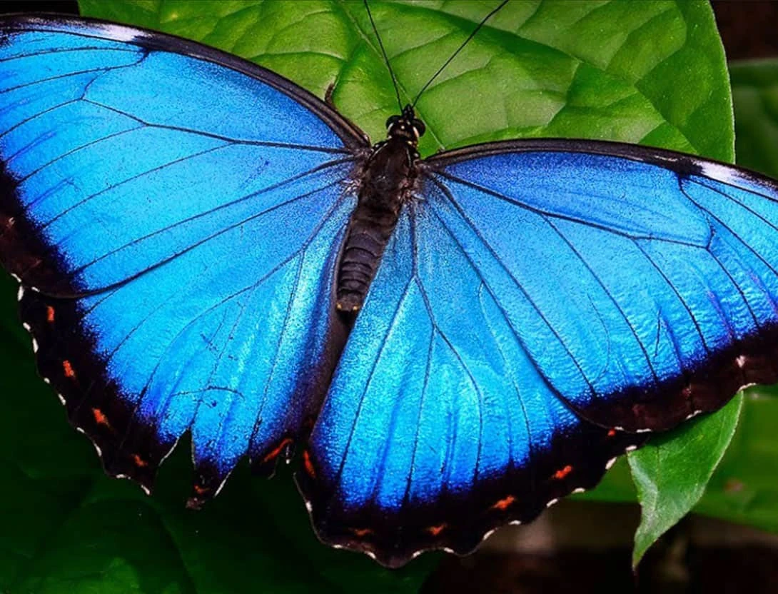 Blue Morpho | FictionRulezForever Wiki | Fandom