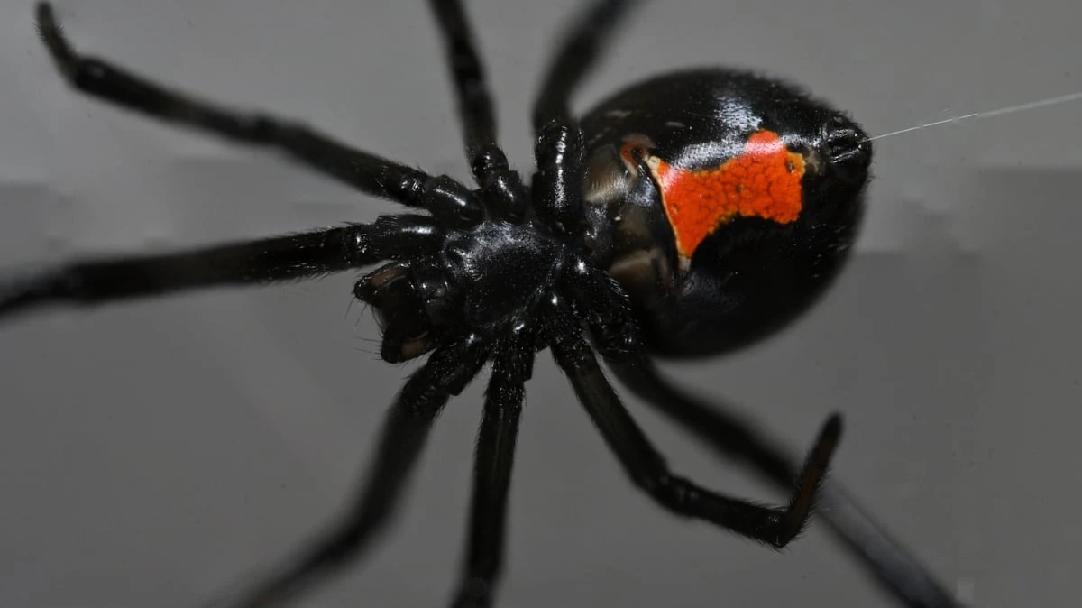 Black Widow Spider | FictionRulezForever Wiki | Fandom