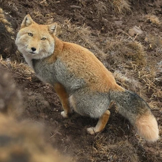 Tibetan Fox | FictionRulezForever Wiki | Fandom