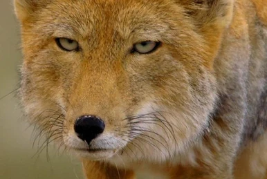 vulpes zerda etymology