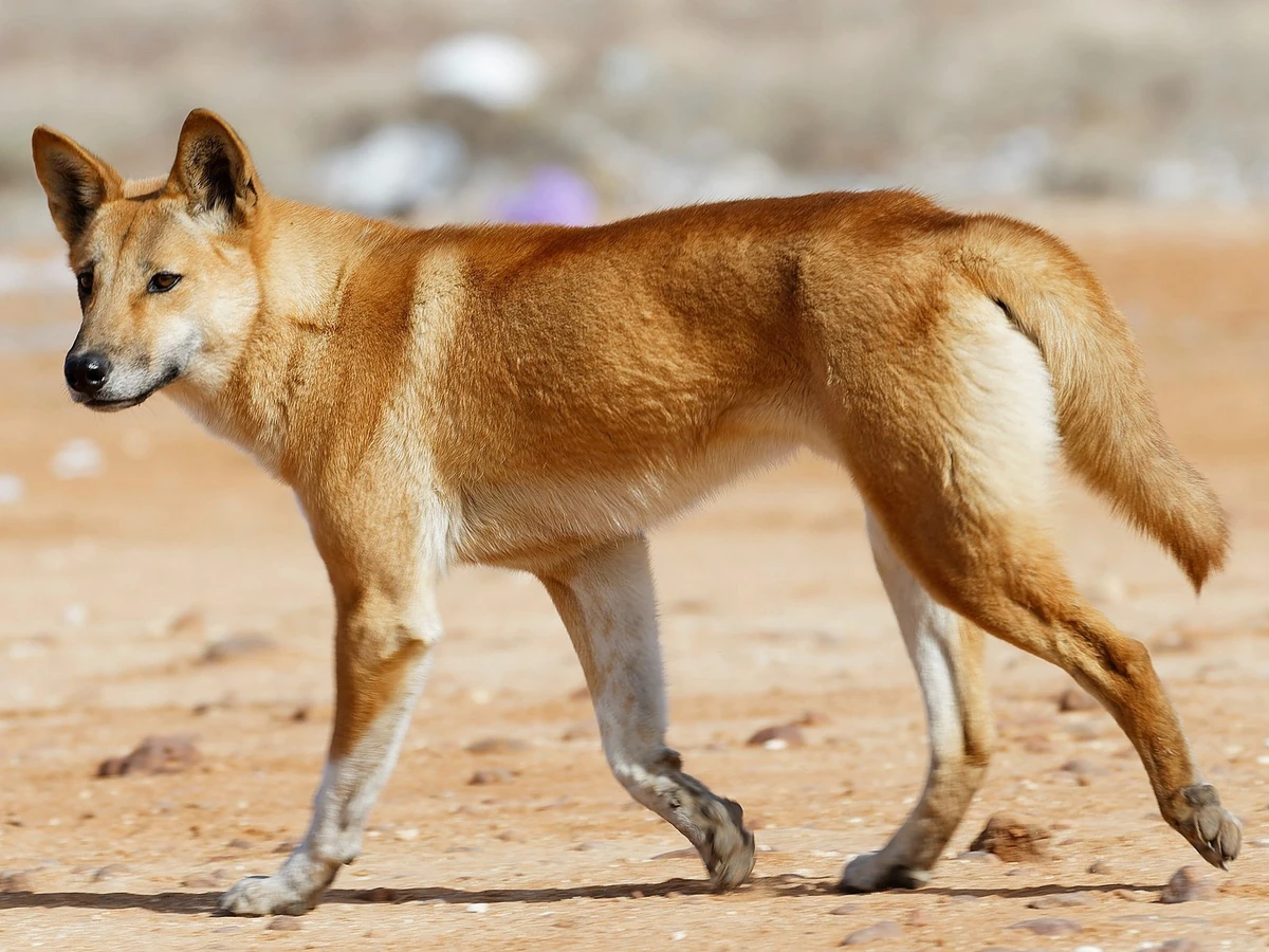 Dingo | FictionRulezForever Wiki | Fandom