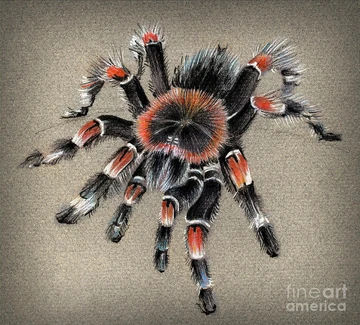 how to draw a mexican red knee tarantula