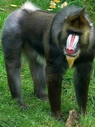 Mandrill/Gallery | FictionRulezForever Wiki | Fandom