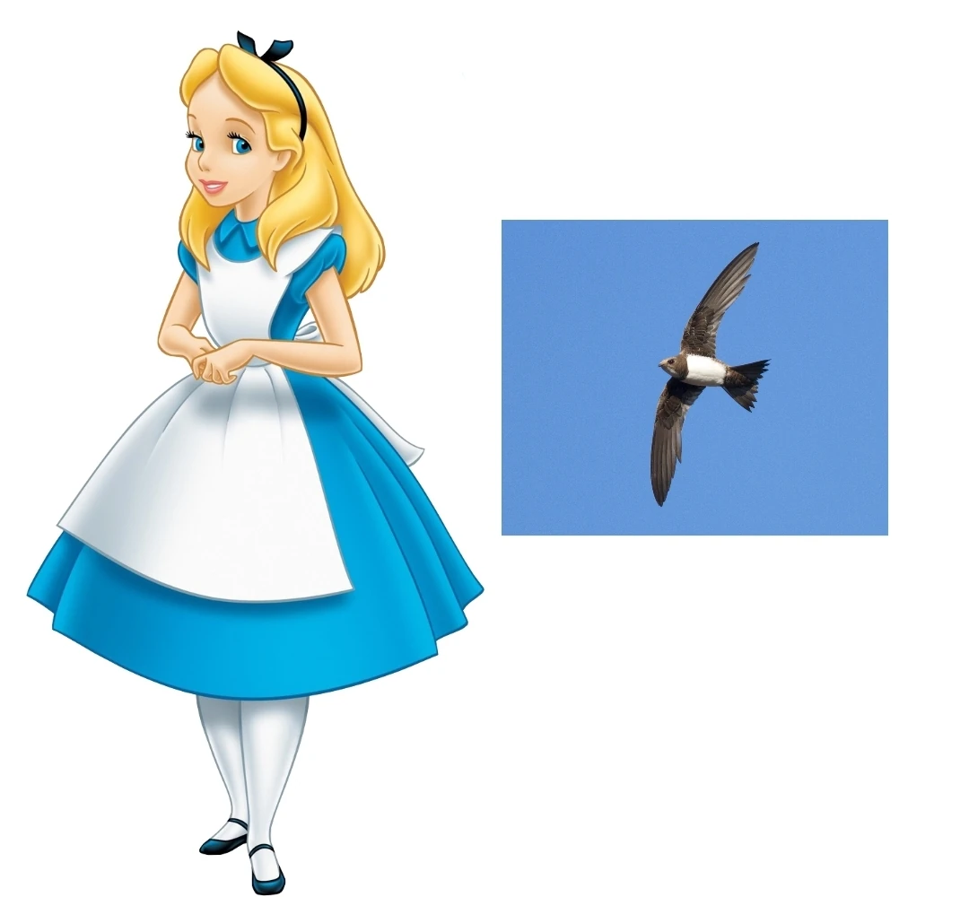 Alpine Swift | FictionRulezForever Wiki | Fandom