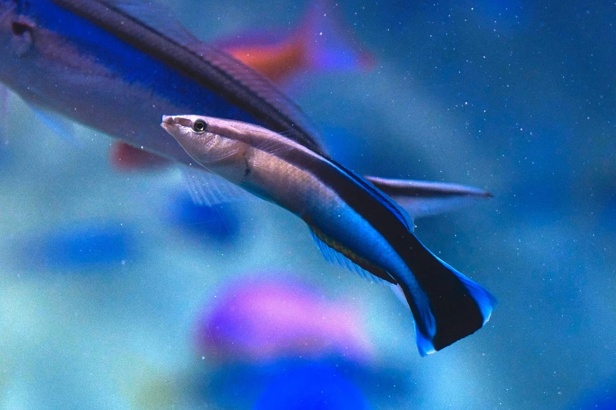 Bluestreak Cleaner Wrasse | FictionRulezForever Wiki | Fandom