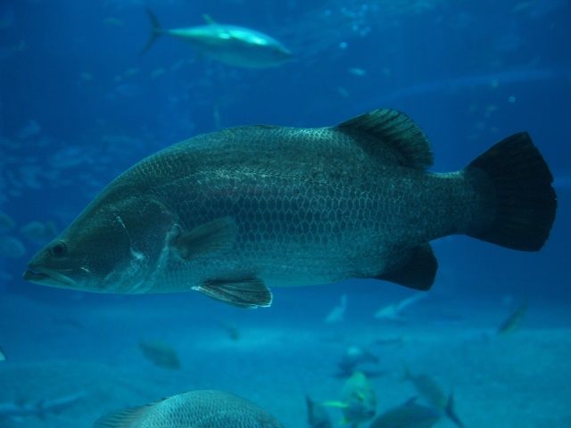 Barramundi Fictionrulezforever Wiki Fandom