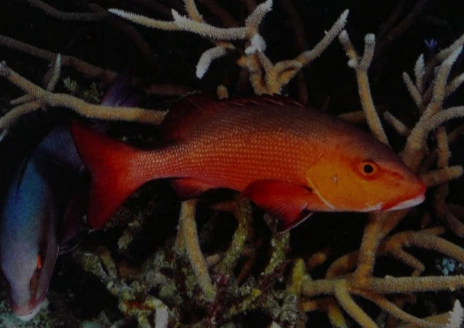 Two-Spot Red Snapper | FictionRulezForever Wiki | Fandom