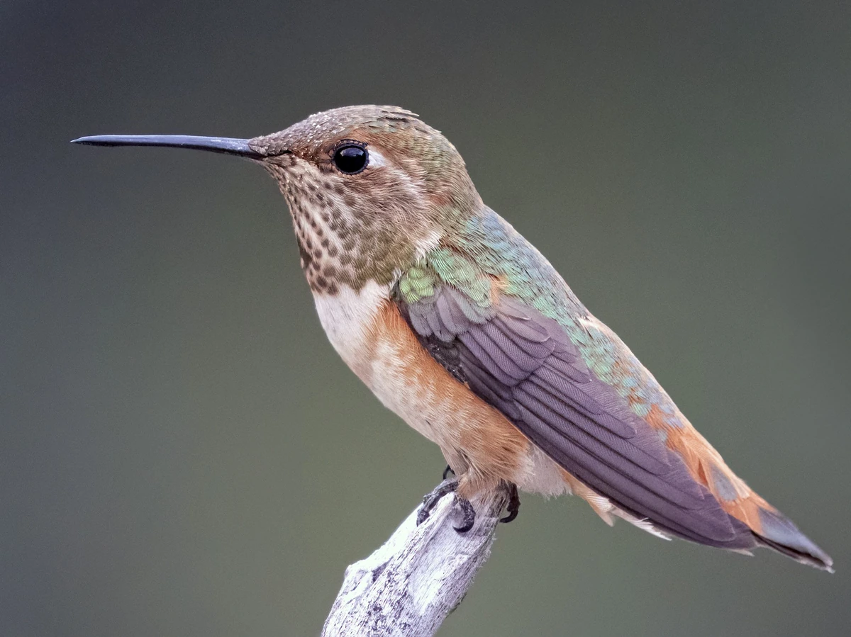 Rufous Hummingbird | FictionRulezForever Wiki | Fandom