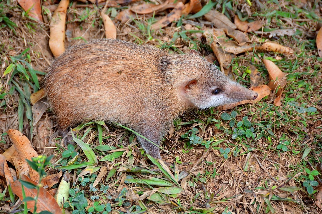 Common Tenrec | FictionRulezForever Wiki | Fandom