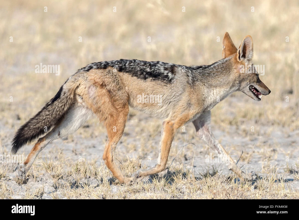 Cape Jackal | FictionRulezForever Wiki | Fandom