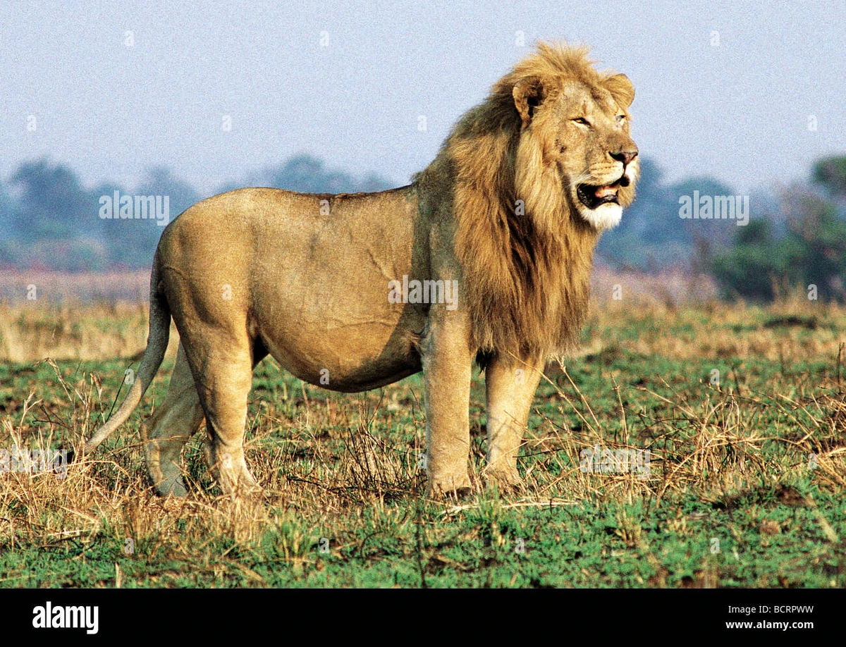 African Lion/Gallery | FictionRulezForever Wiki | Fandom