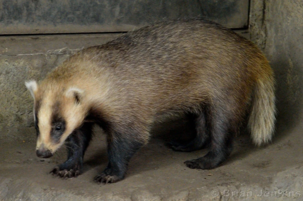 Japanese Badger | FictionRulezForever Wiki | Fandom
