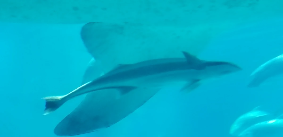 Remora | FictionRulezForever Wiki | Fandom