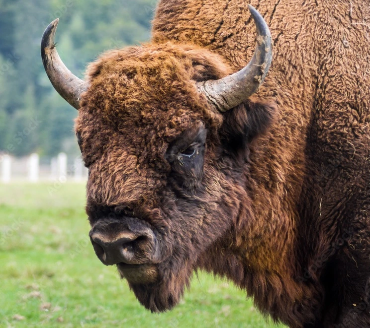 Wisent | FictionRulezForever Wiki | Fandom
