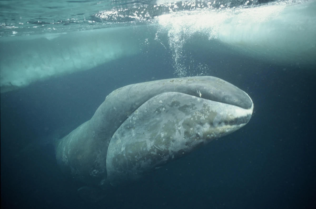 Bowhead Whale | FictionRulezForever Wiki | Fandom