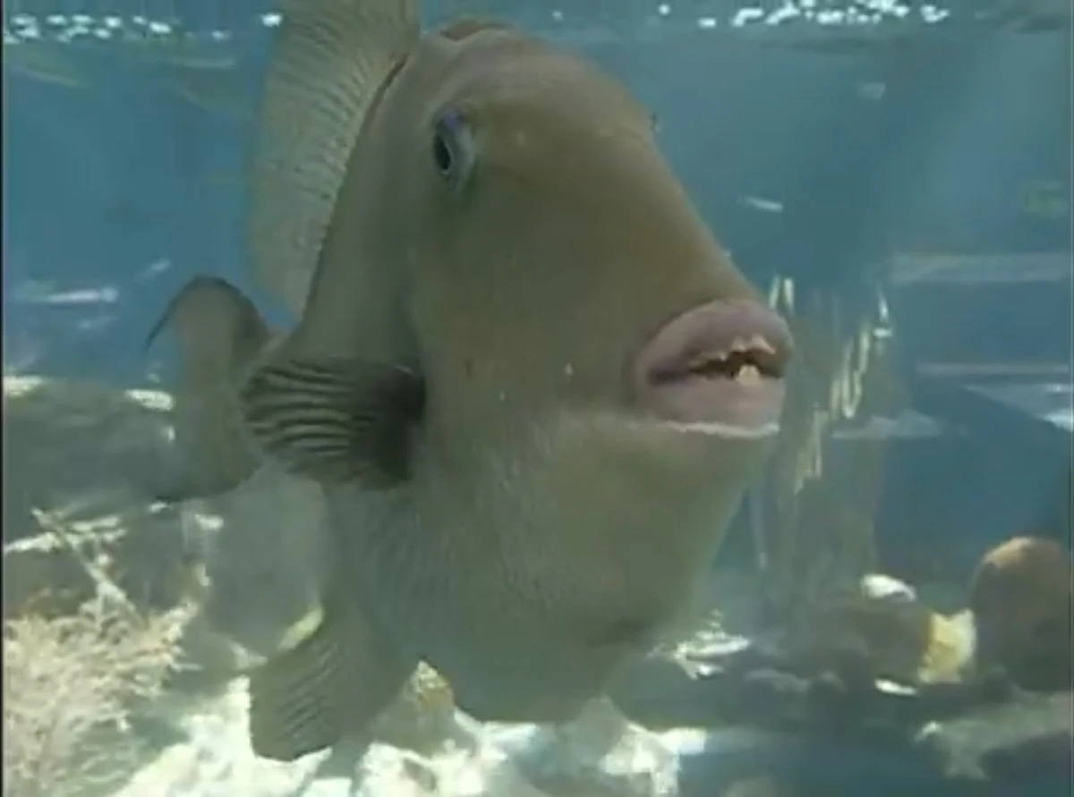 Gray Triggerfish | FictionRulezForever Wiki | Fandom