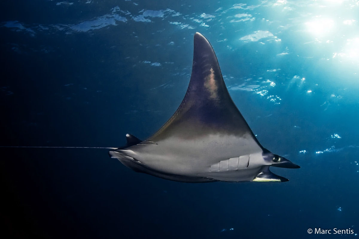 Bentfin Devil Ray | FictionRulezForever Wiki | Fandom