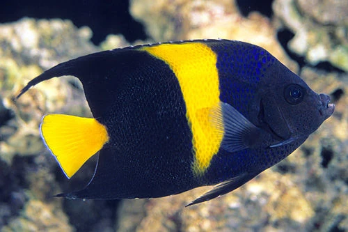 Arabian Angelfish | FictionRulezForever Wiki | Fandom