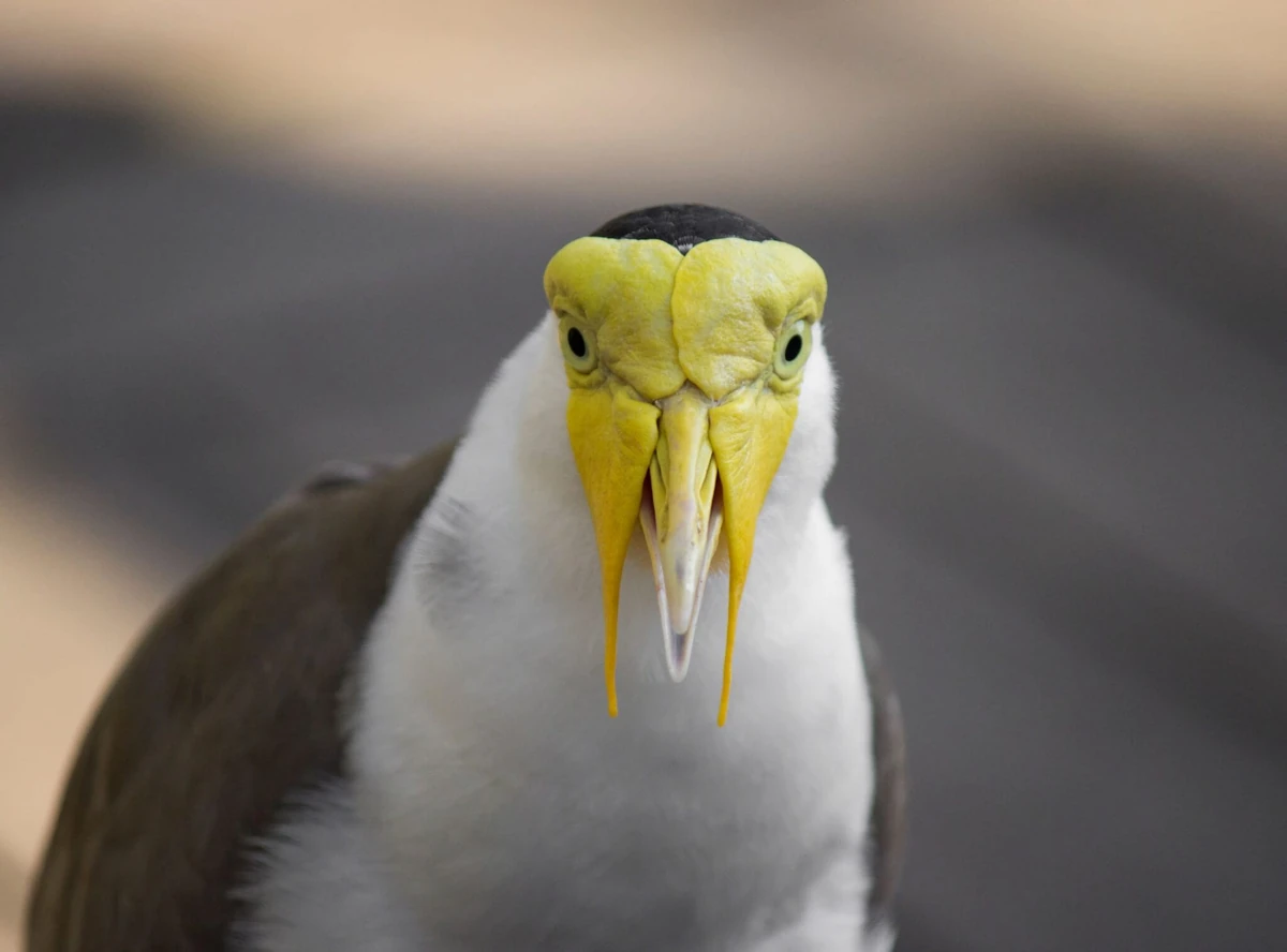 Masked Lapwing | FictionRulezForever Wiki | Fandom