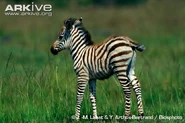 Racing Stripes (NatureRules1 Version) | FictionRulezForever Wiki | Fandom