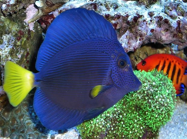 Purple Tang | FictionRulezForever Wiki | Fandom