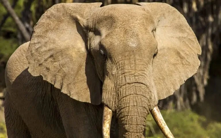 The Powerpuff Elephants | FictionRulezForever Wiki | Fandom