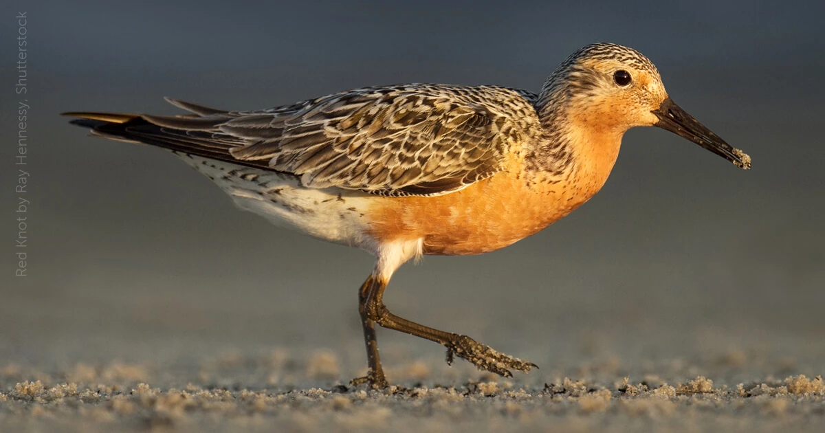 Red Knot | FictionRulezForever Wiki | Fandom