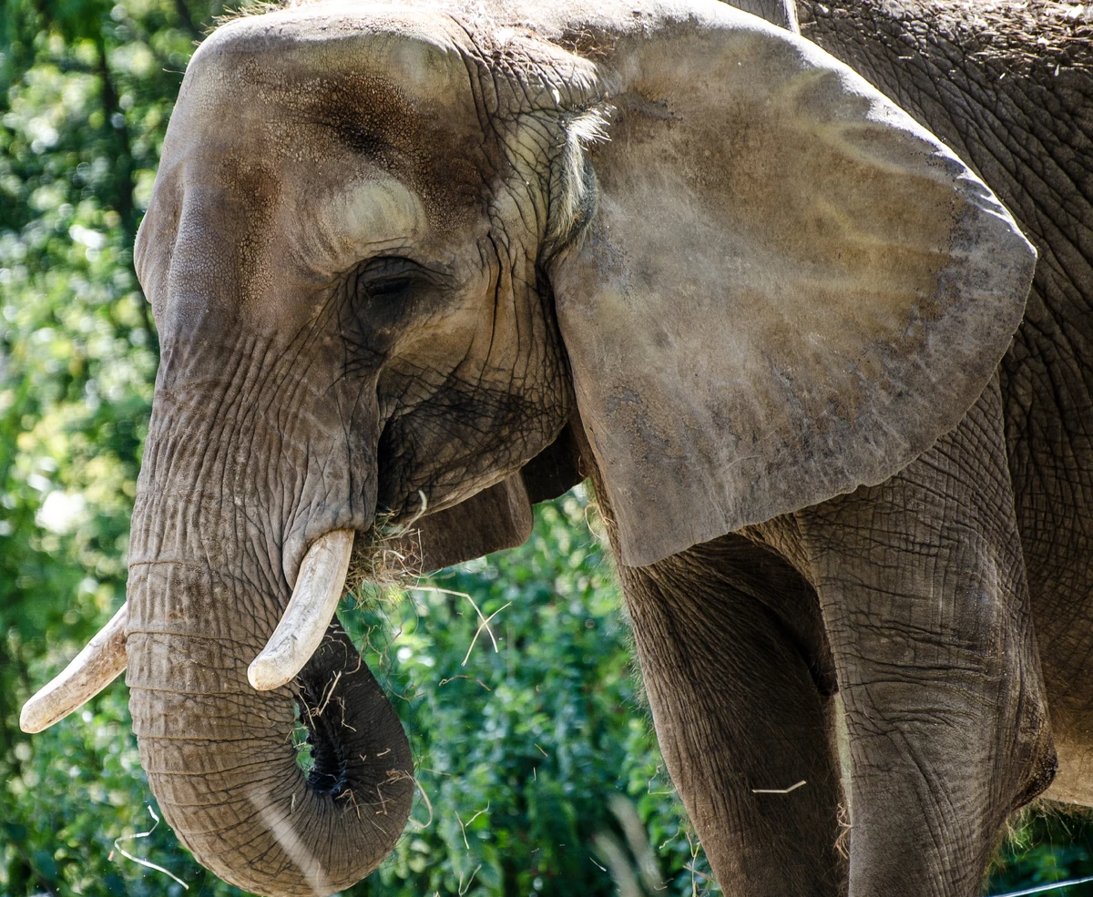 List of Species in Lake Tobias Wildlife Park | FictionRulezForever Wiki ...