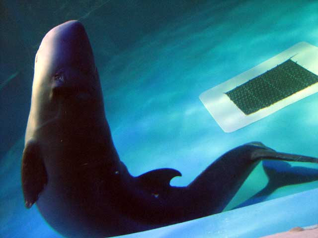 Pygmy Sperm Whale Fictionrulezforever Wiki Fandom