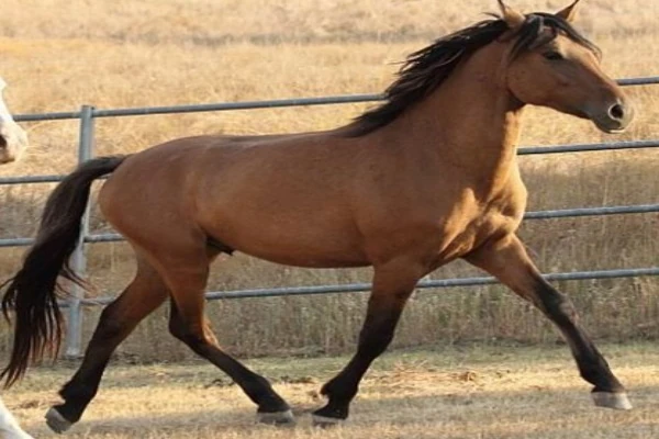 Kiger Mustang | FictionRulezForever Wiki | Fandom